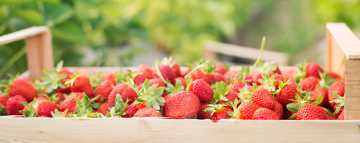 Local strawberries all year-round - Les Marchés Traditions